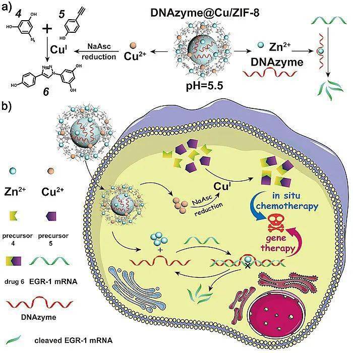 【纳米】双金属MOF负载DNA酶用于体内药物合成及基因治疗_肿瘤