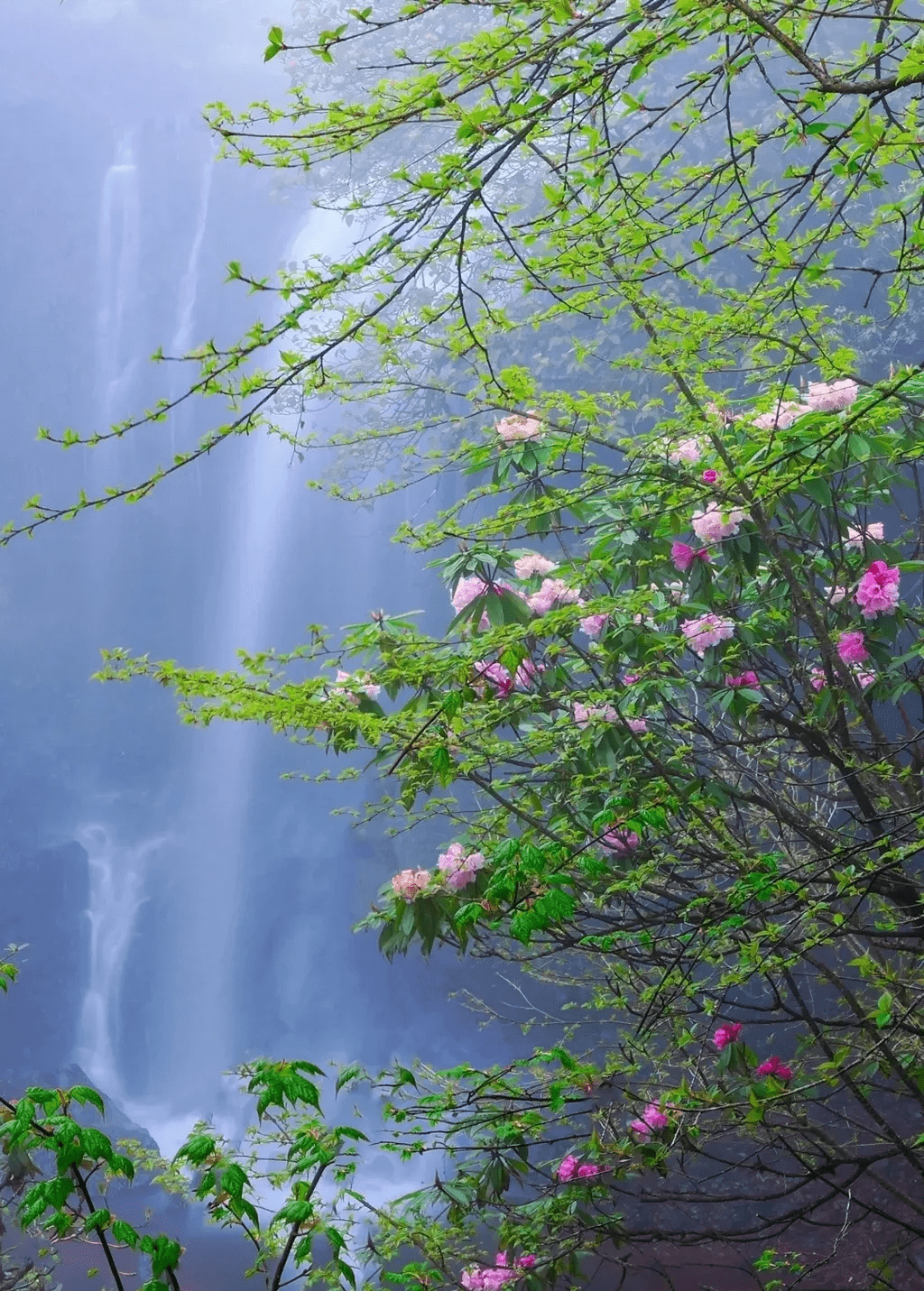 开了开了！瓦屋山杜鹃花已大面积盛开，快来打卡_景区