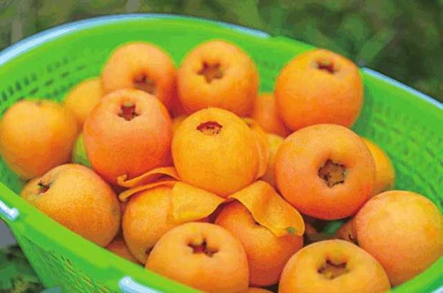 Enjoy loquat season in Liangping_the