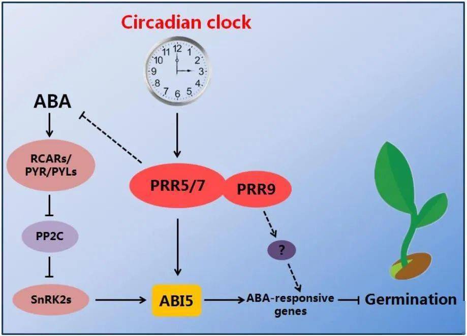 The Plant Cell | 中科院西双版纳植物园胡彦如研究组揭示生物钟蛋白PRRs介导ABA信号转导的调控机制_prr