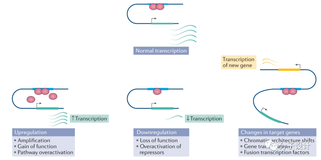 靶向“不可成药”转录因子的药物研发机遇_基因