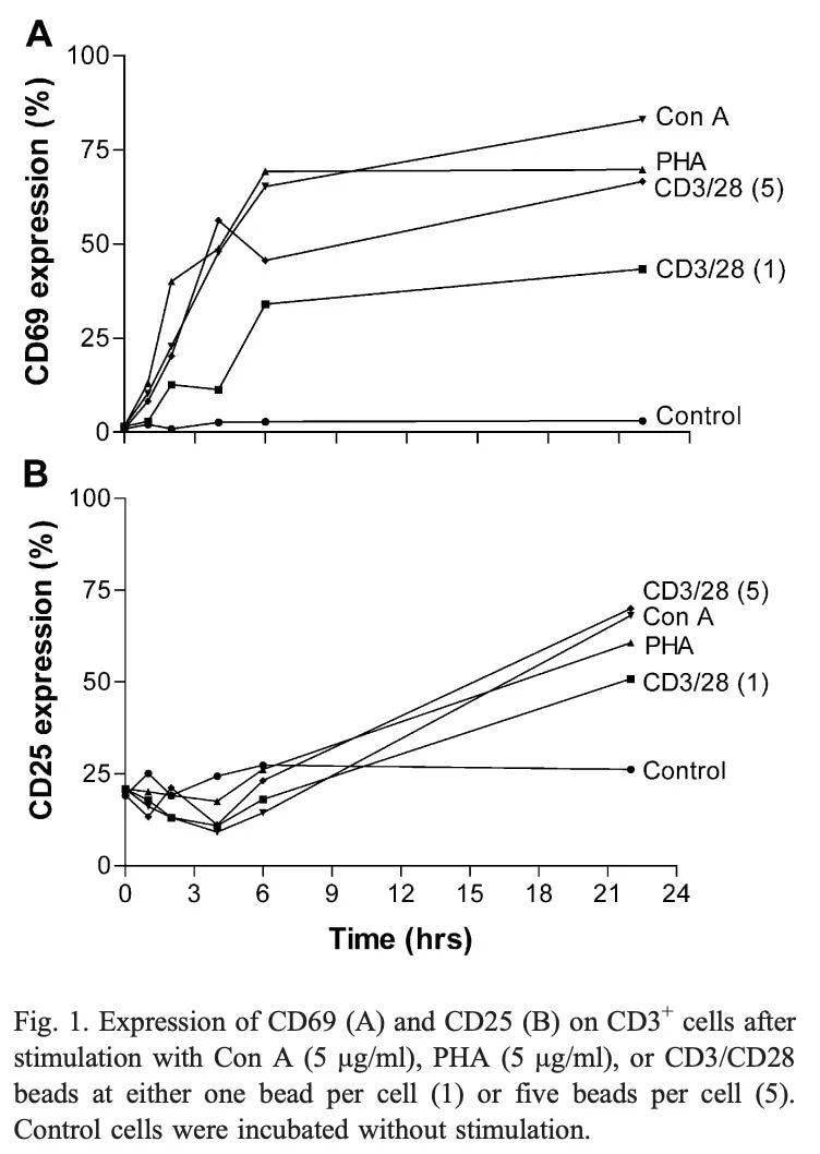 CD3/CD28 Beads刺激T细胞，活化标记和细胞数是如何变化的？_cn