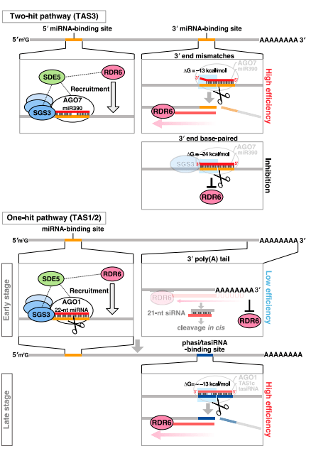 PNAS | 东京大学研究团队揭示植物次级siRNA生物发生启动分子机制_dsRNA