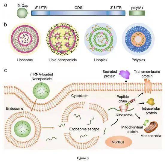 从原料出发，如何加速mRNA疫苗开发及生产_艾博