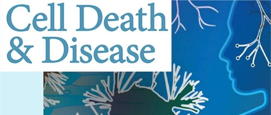【前沿】徐骁教授团队在Cell Death & Disease总结肿瘤干细胞代谢可塑性促进肿瘤耐药性的机制_化疗