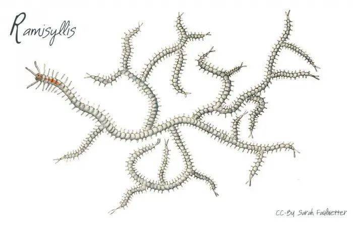 这种动物长了几百个屁股，屁股上还长着眼睛_分支