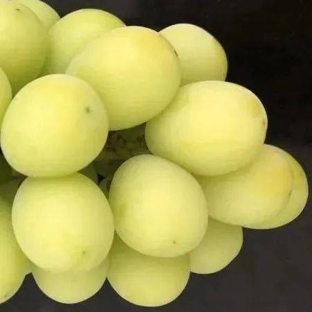 New Grape Varieties Bred From Shine Muscat Grown in Australia_grape