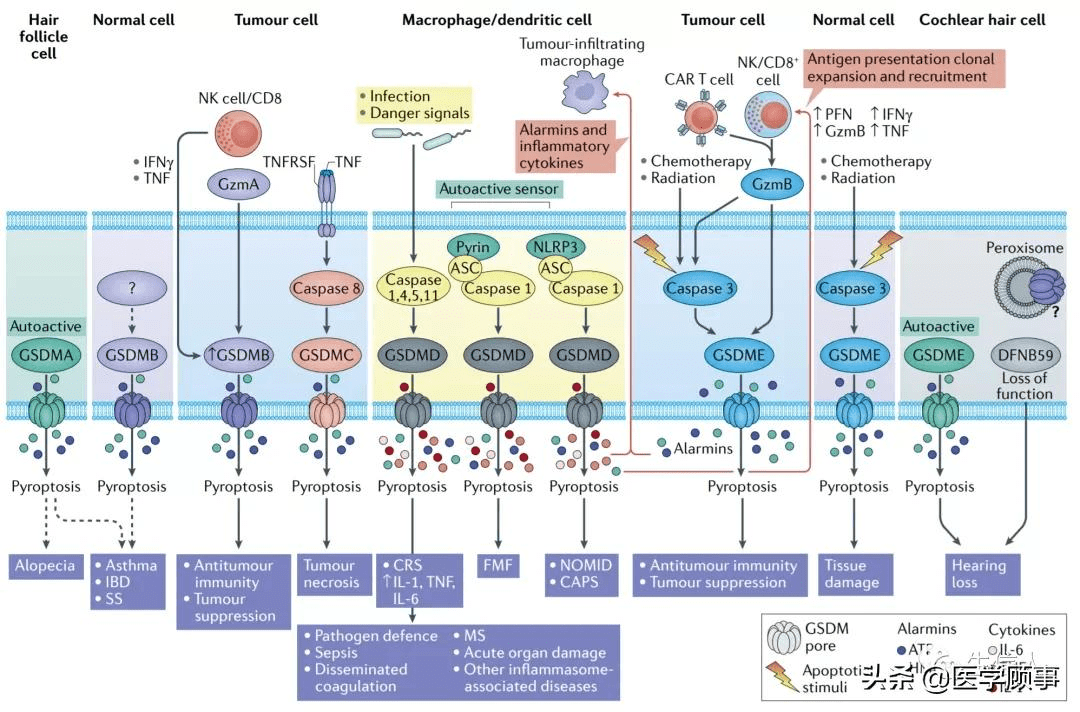 焦亡以及GSDMs蛋白你了解多少呢？_细胞