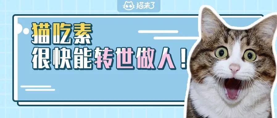 素食继女要求继母给猫吃素,还说 我看见它吃肉就犯恶心!”mango