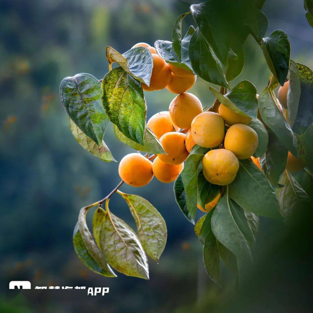 美翻~ 永定红柿迎大丰收，累累金黄惹人馋_柿子