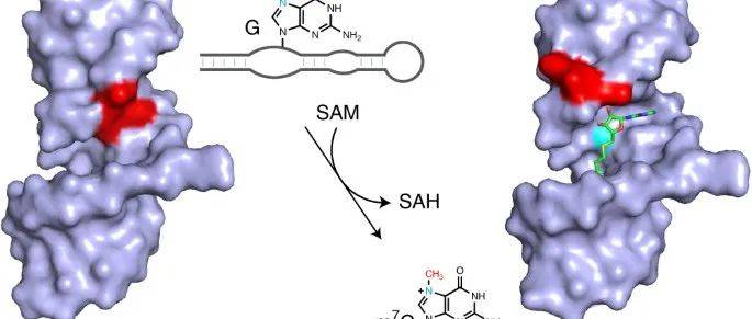 陈东戎课题组在《自然·催化》报道首个“SAM 依赖的甲基转移酶核酶”_PreQ