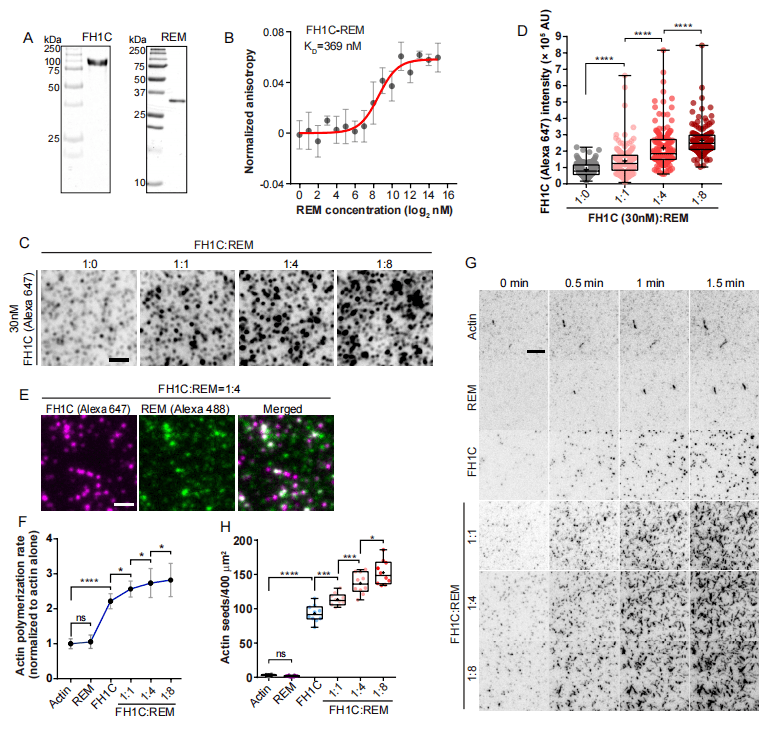 Plant Cell| 南洋理工大学揭示拟南芥先天免疫过程remorin调控formin形成膜纳米域影响actin重塑的分子机理_组装