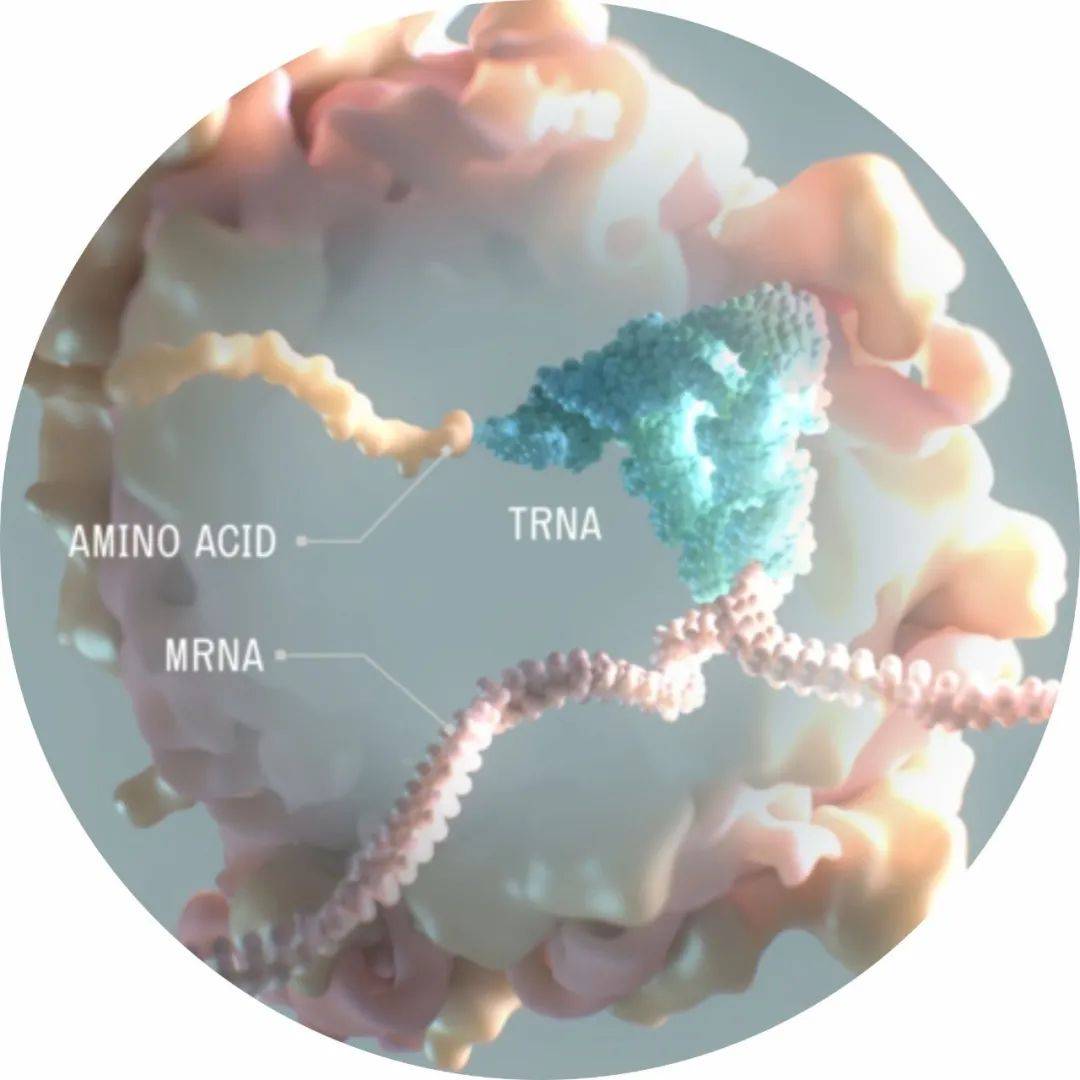Moderna大获成功后，Flagship押注tRNA疗法，可治疗上千种遗传病_蛋白质