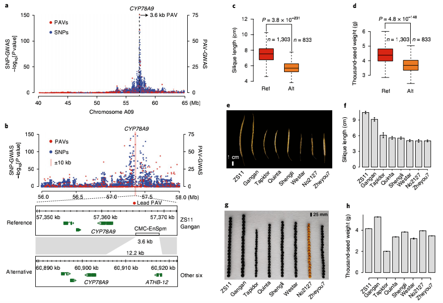 复杂数量性状的GWAS：SNP-GWAS to SV-GWAS_研究_鉴定_进行