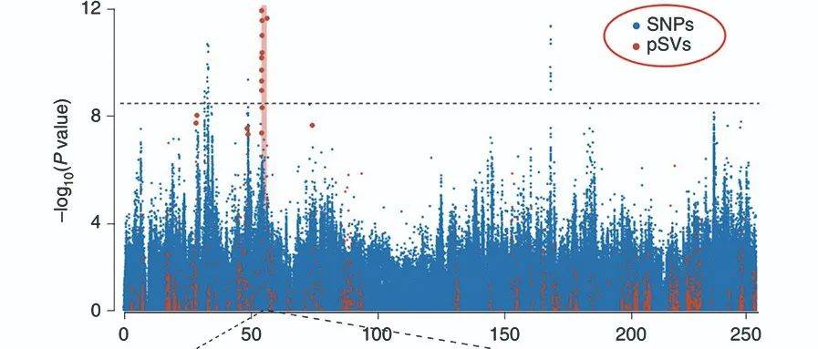 复杂数量性状的GWAS：SNP-GWAS to SV-GWAS_研究_鉴定_进行