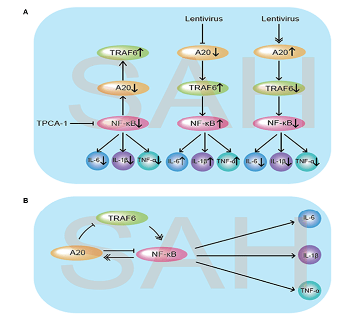 【精选编译】A20与TRAF6/NF-kB建立负反馈减轻SAH后早期脑损伤_研究_Exp_炎症