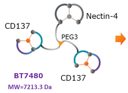 Nectin-4靶点全梳理_Padcev_临床_安斯