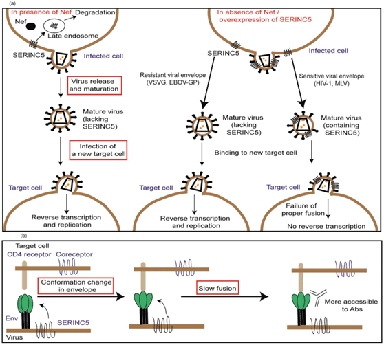 科普 | 人体内可以抑制HIV复制的天然免疫因子有哪些？_病毒_蛋白_宿主