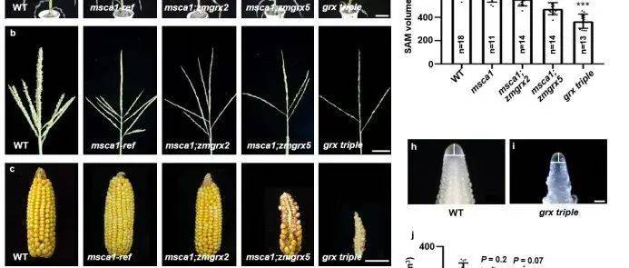 Nature Plants | 华中农业大学玉米团队杨芳课题组与山东大学徐芳教授在控制玉米产量的雌穗发育调控研究中取得新进展_蛋白_调控_徐芳
