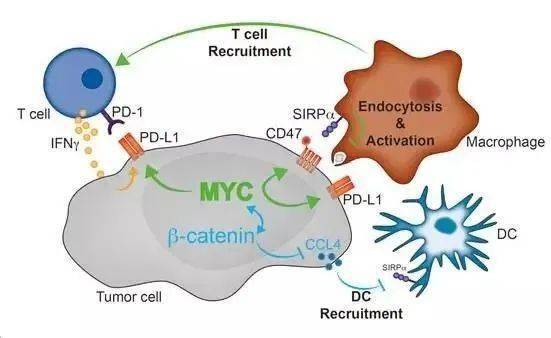 智享生物助力圣和药业申报首款双抗类大分子新药获批临床试验许可 | 会员动态_医药_写意_双抗类