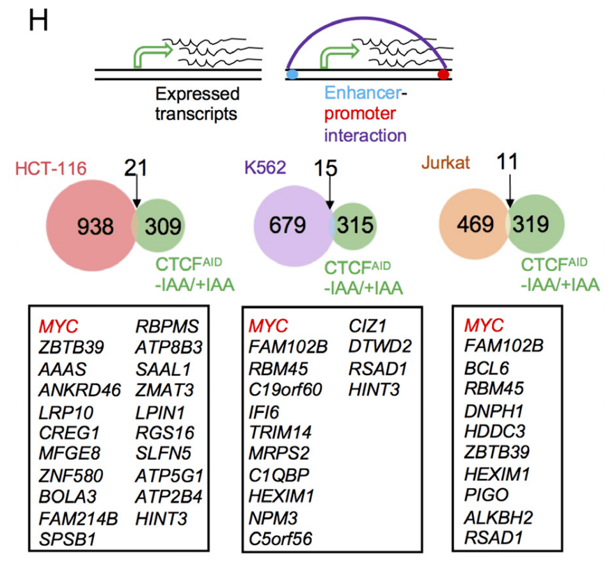 【文献精读】HiC&ATAC-seq多组学应用又来了！揭示CTCF耗竭重新连接全基因组的染色质可及性_研究_RNA-seq_细胞核