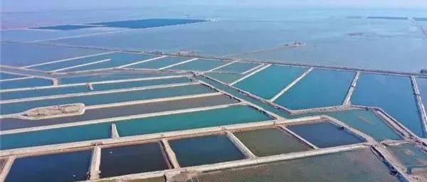 山东出台大水面生态渔业发展规划 增养殖 水产品 水域