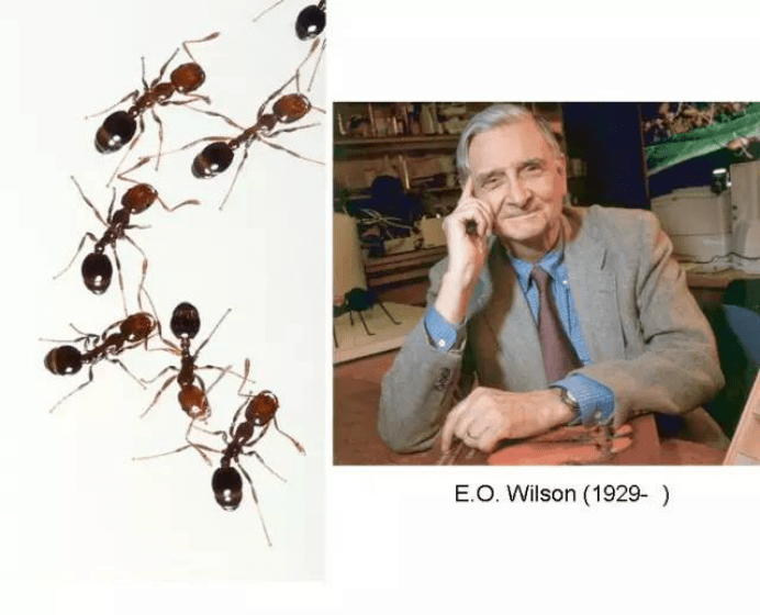 纪念E.O. Wilson：蚂蚁研究与人生_威尔逊_社会_人类