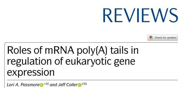 Nature系列综述｜mRNA的Poly(A)尾在调控真核基因表达中的作用_poly_调节_稳定性
