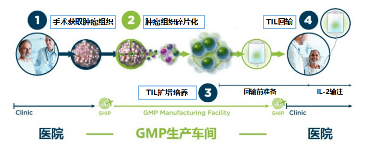 专访华赛伯曼 | 聚焦实体肿瘤开发「超级TIL」，首款TIL药物将于明年申报IND_治疗_淋巴细胞_高青