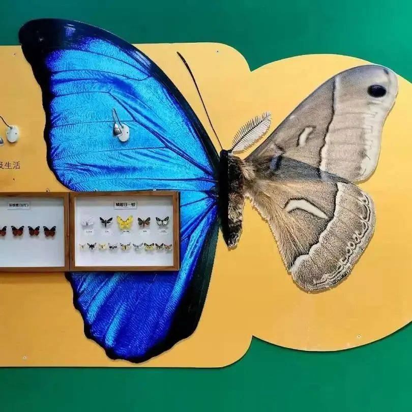 FM105.9 教育正前方 | 带你领略神奇的昆虫馆_包头_王斌_广播