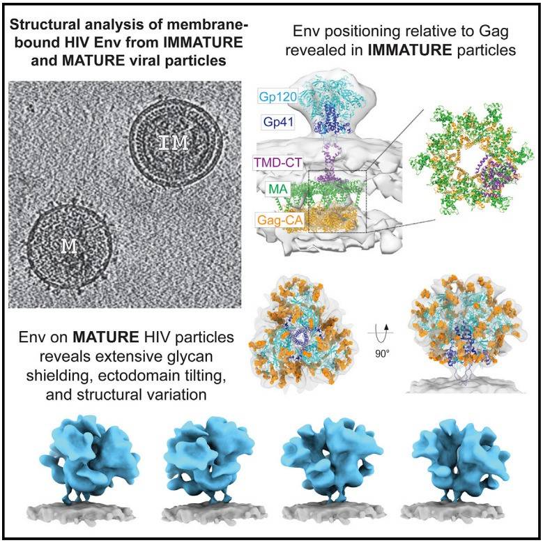 Cell：解析HIV病毒最新画像，推动艾滋病疫苗研发_Env_结构特征_研究人员