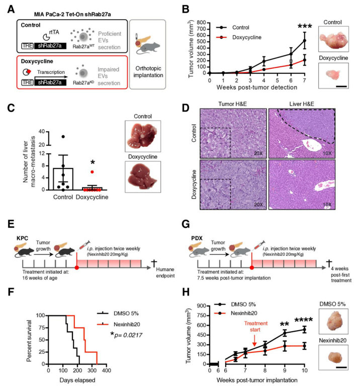 Gut（IF 23.059）| 癌细胞的密探007！胰腺癌细胞外泌体构建信号网络促进肿瘤进展_研究_Network_通讯
