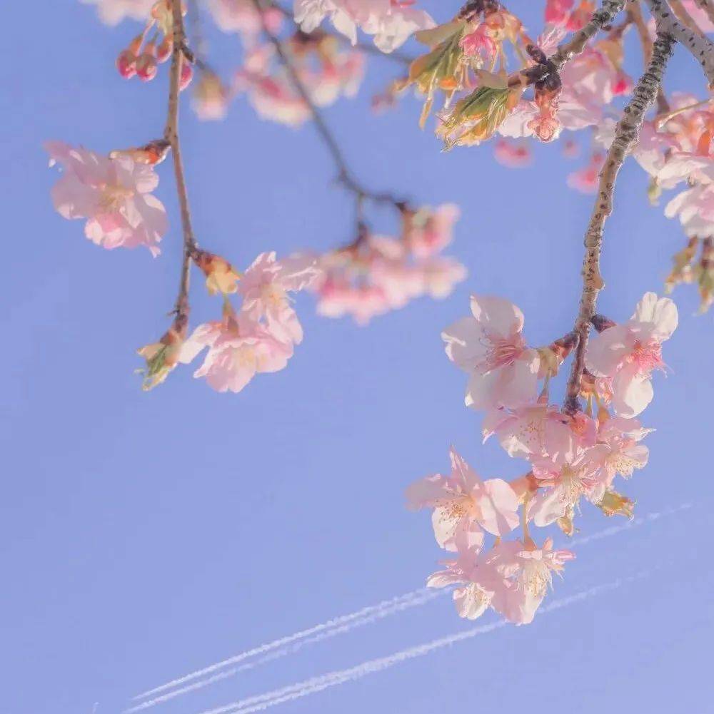 您有一份春日限定歌单，请注意查收_美食_洋葱_音乐