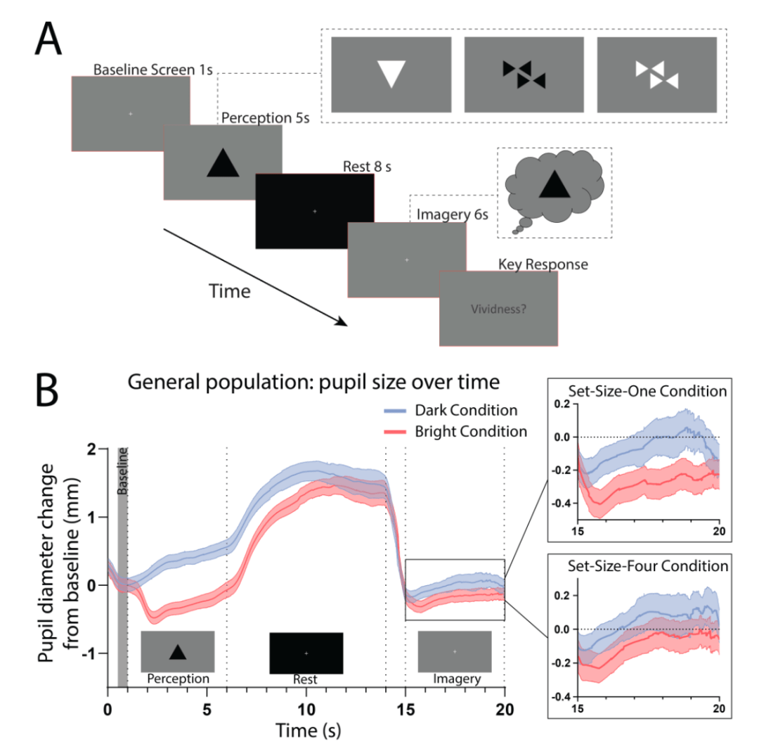 看看你的瞳孔，测测你的视觉想象力有多生动？人类一生的脑图能告诉我们什么？| Paper Alert # 41_al_实验_eLife