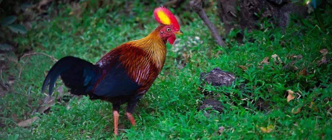 “Spring chicken”不是春天的鸡，而是指代人，你知道是什么吗？_spring_back_she