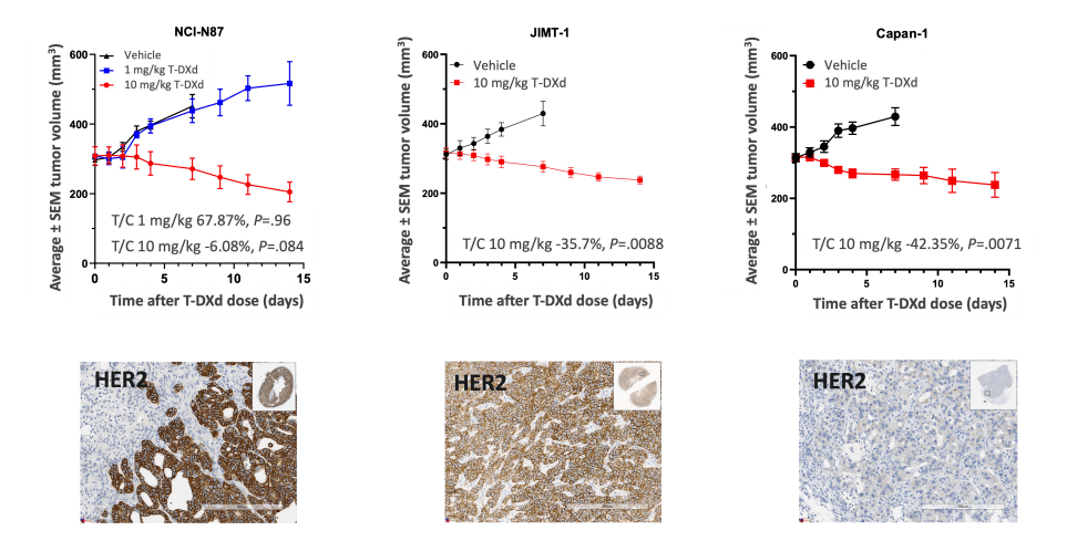 盛湲教授：ADC药物的狂欢—AACR T-DXd最新数据盘点_研究_细胞_治疗