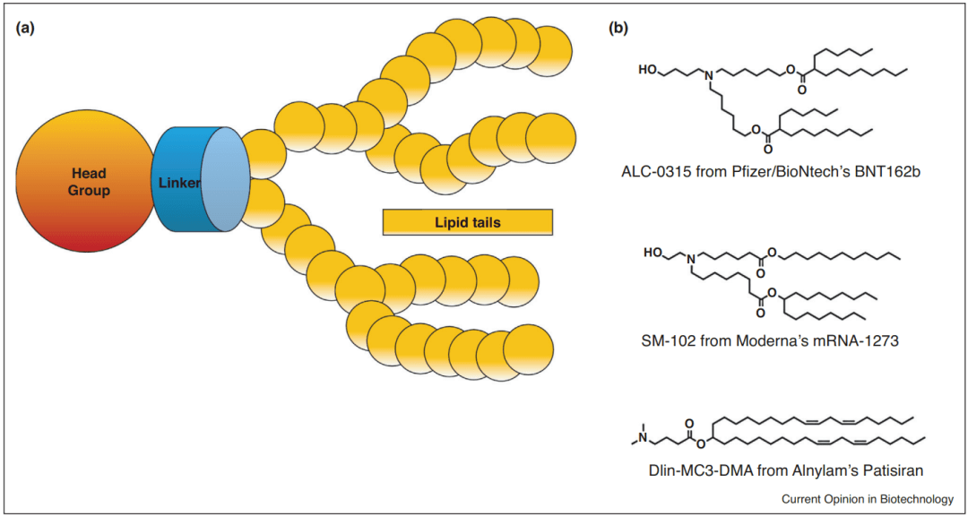 设计最佳 mRNA 脂质纳米颗粒疫苗的原则_序列_CureVac_蛋白质