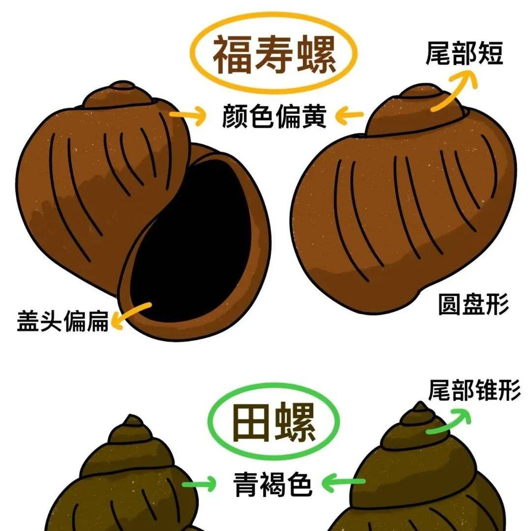 【平安延平】注意!“粉红女郎”出没,别误吃“暗藏杀机”的福寿螺 食用 田螺 寄生虫