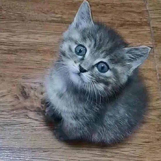 【猫咪领养】可爱小猫寻领养小猫猫咪