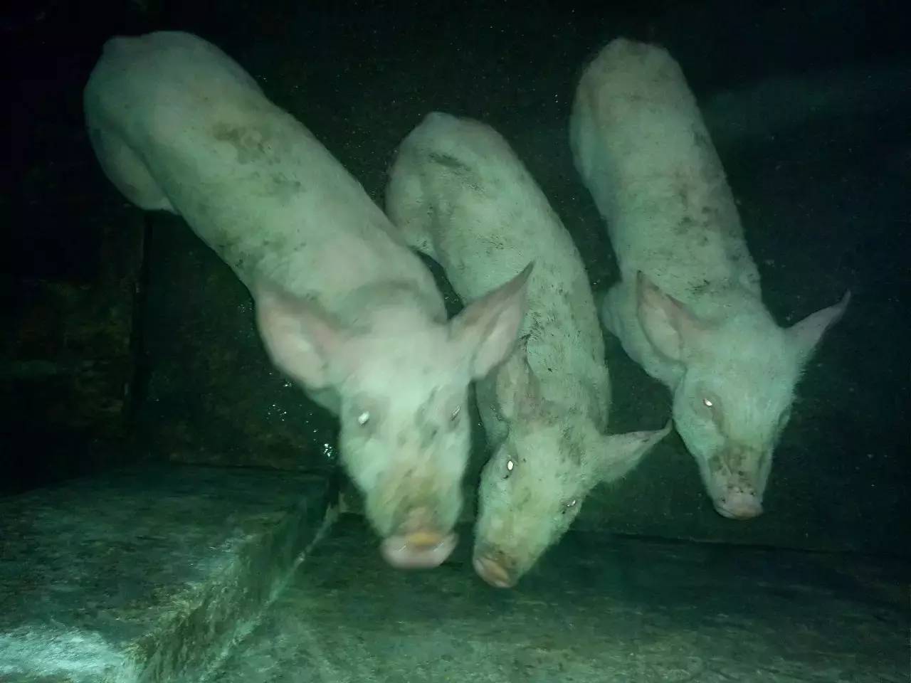 断奶后多系统衰弱综合征(PMWS)患猪体内存在的六种潜在的致病病毒_研究_影响_资料