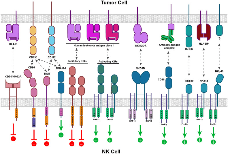 探针资本_行业研究：过继性细胞疗法_肿瘤_免疫_治疗