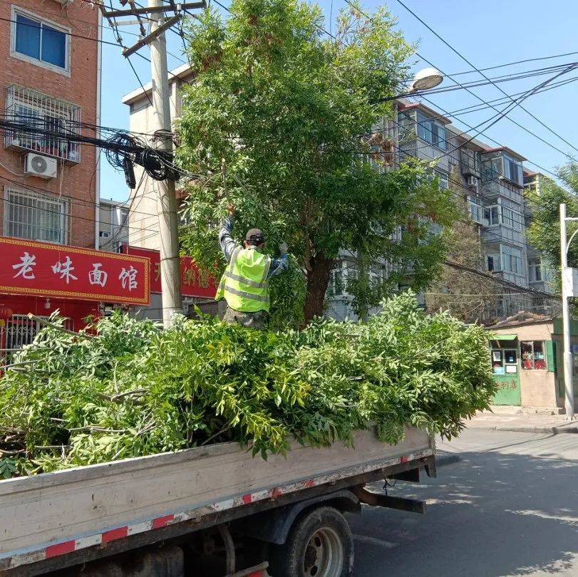 修剪死树枯枝 绿化市容环境南开区树木城区eos 4143