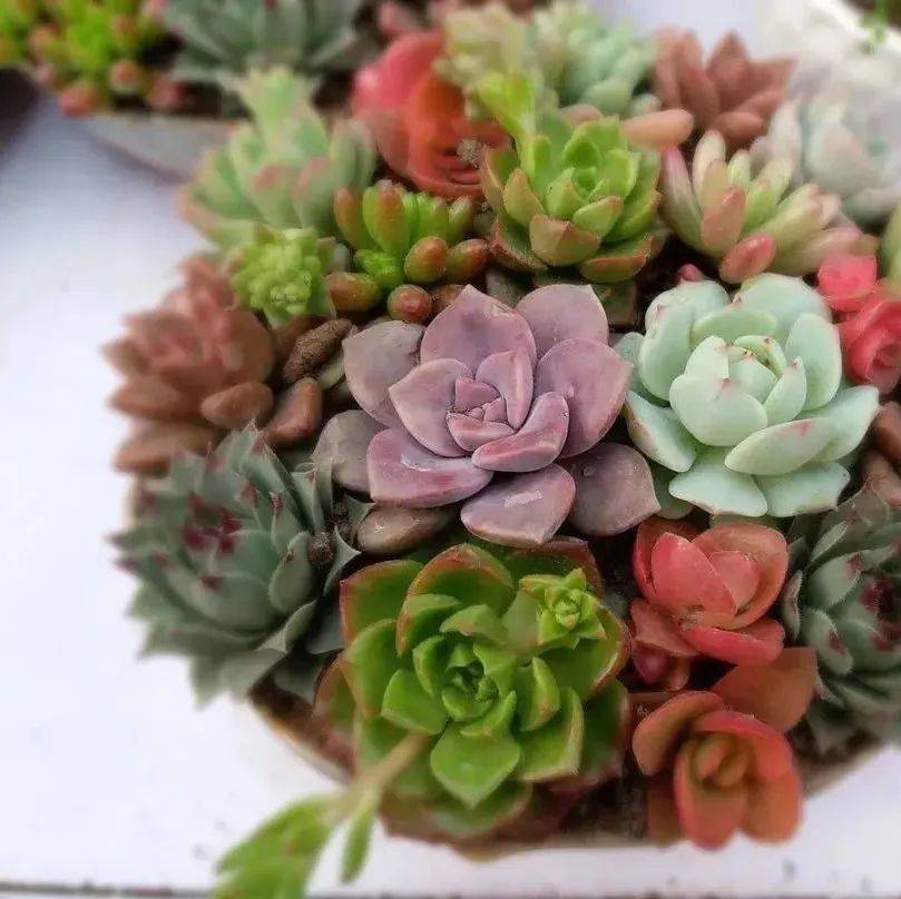 多肉浇水的6点 黄金法则”,这样严格执行,多肉养得白白胖胖!植物水分时候