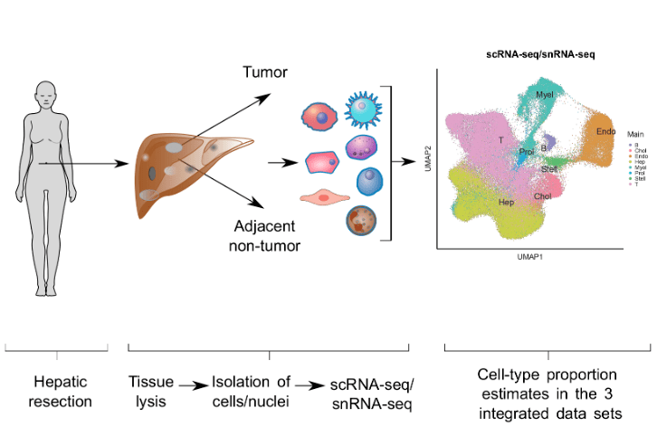 解锁scRNA/snRNA与bulk RNA联合分析新思路，赶紧看过来！_Prol_癌细胞_类型