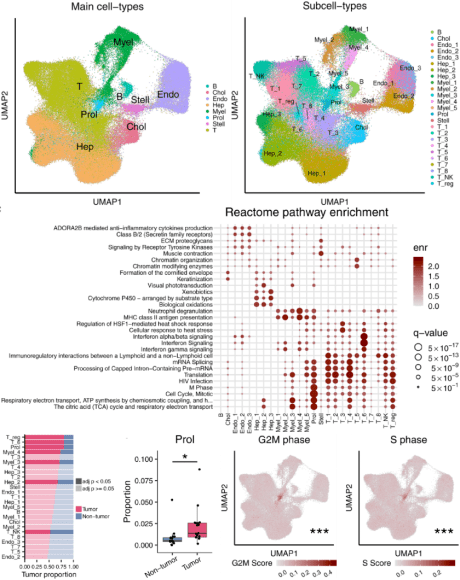 解锁scRNA/snRNA与bulk RNA联合分析新思路，赶紧看过来！_Prol_癌细胞_类型