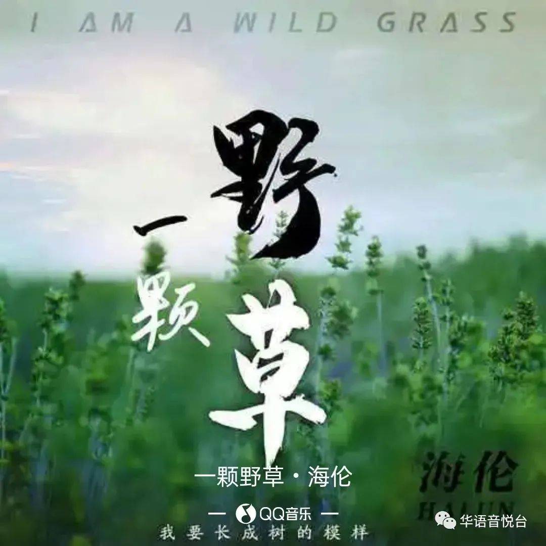 【新歌推荐】海伦 《一颗野草》石缝杨子光芒