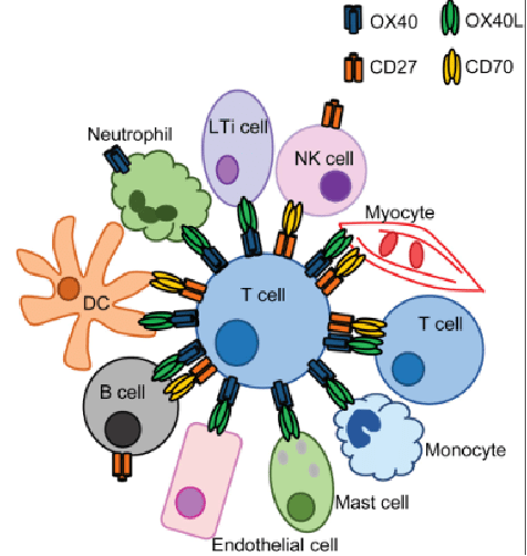 明星靶点CD27＆OX40及配体最新研究进展综述！_细胞_受体_kDa