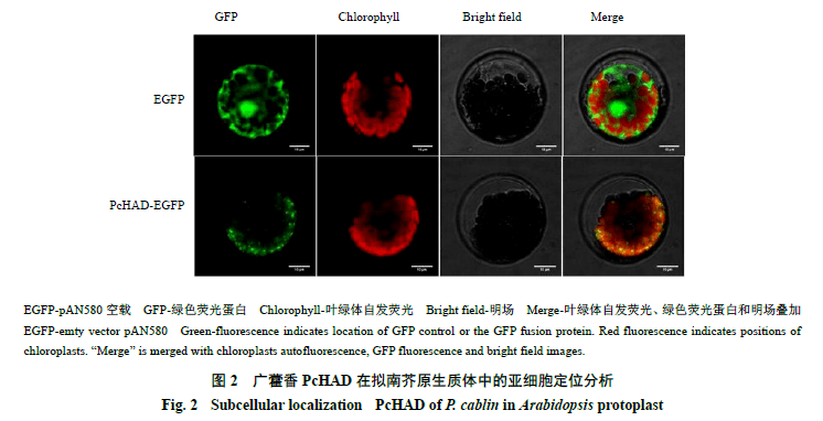 广藿香PcHAD基因克隆及其参与广藿香醇生物合成功能分析_研究_调控_蛋白质