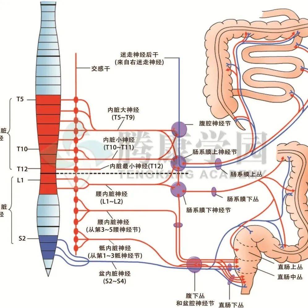 【内脏与疼痛】消化系统的神经支配 消化道 局部 作用