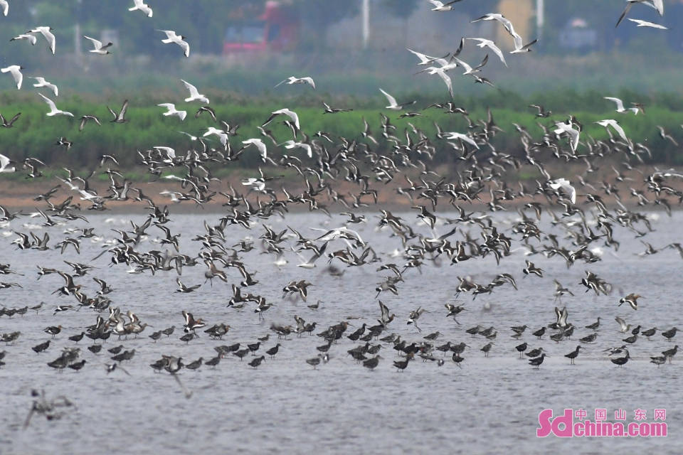 Migratory birds spend summer in coastal wetland in Qingdao_the_forge_stork
